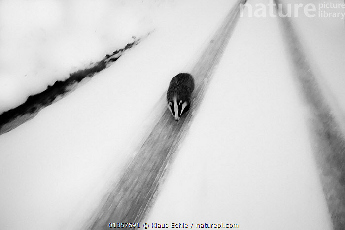 Stock photo of Badger (Meles meles) walking along tracks in snow on a ...