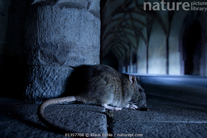Stock photo of Common brown rat (Rattus norvegicus) in vaulted building ...