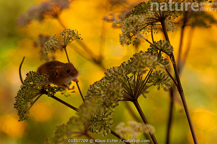 Stock photo of Pygmy / Ural Field Mouse (Apodemus uralensis) on ...