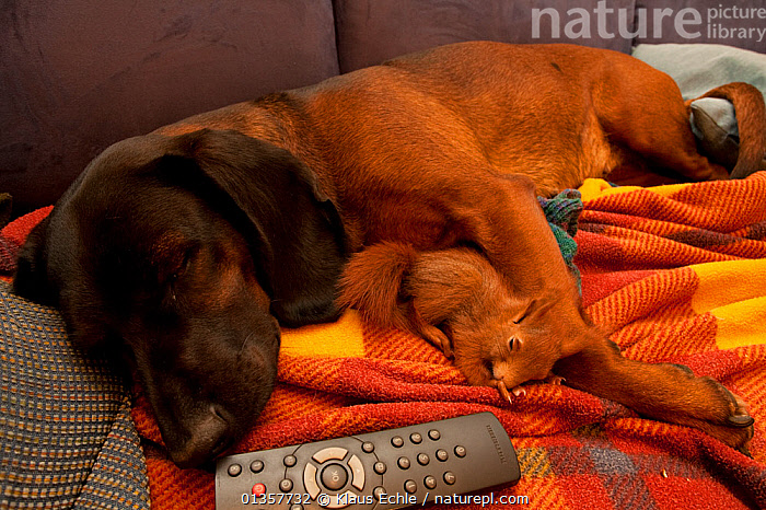 Stock photo of Red Squirrel (Sciurus vulgaris) and hunting dog sleeping ...