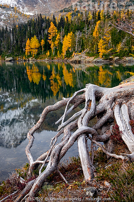 Stock photo of Larch trees in autumn colour at Larch Lake in the ...