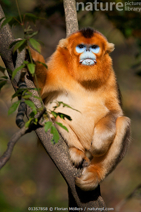 Stock photo of Golden Snub-nosed Monkey (Rhinopithecus roxellana ...