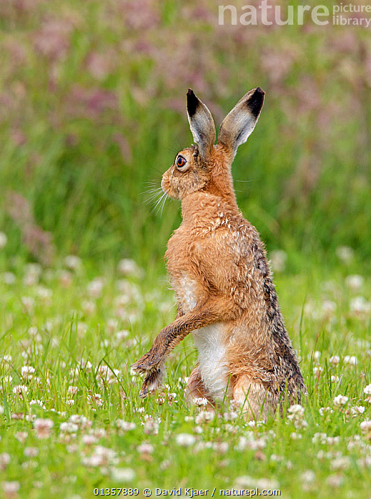 Stock photo of Brown Hare (Lepus europaeus) standing on hind legs ...