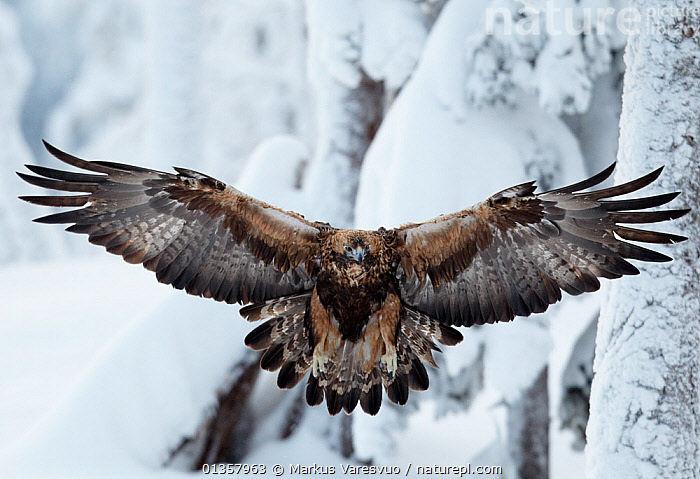 Stock photo of Golden Eagle (Aquila chrysaetos) flying in front of snow ...