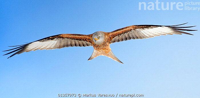 Stock photo of Red Kite (Milvus milvus) in flight showing underwing ...