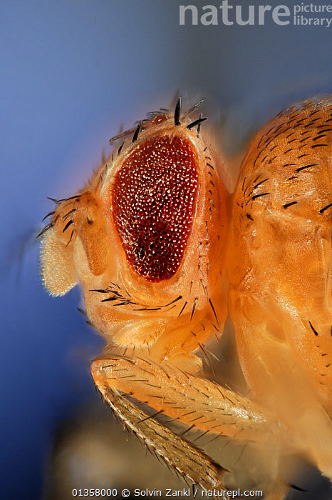 Stock photo of Common fruit fly (Drosophila melanogaster) showing ...