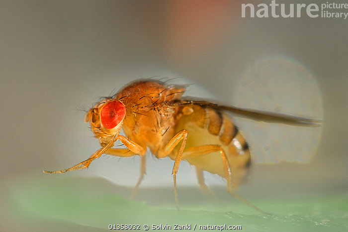 Stock photo of Wild Common fruit fly (Drosophila melanogaster) Vienna ...
