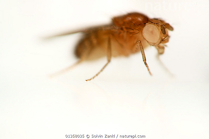 Stock photo of Common fruit fly (Drosophila melanogaster) White type ...