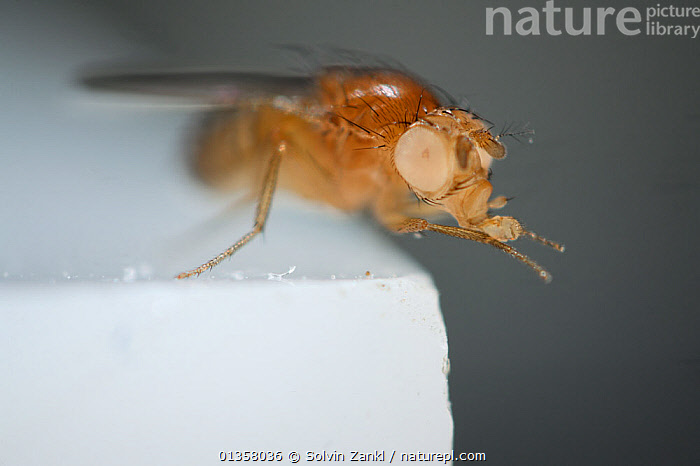 Stock photo of Common fruit fly (Drosophila melanogaster) White type ...
