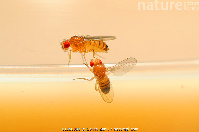 Stock photo of Wild type Common fruit flies (Drosophila melanogaster ...