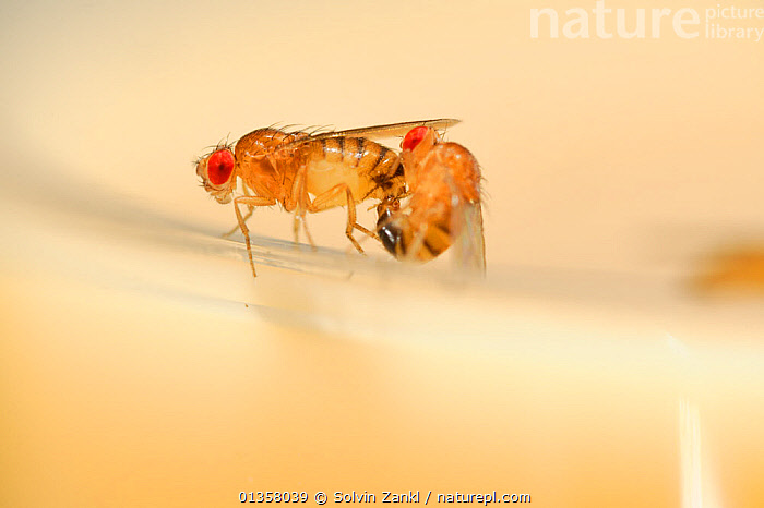 Stock photo of Wild type Common fruit flies (Drosophila melanogaster ...