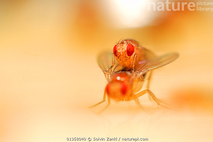 Stock photo of Wild type Common fruit flies (Drosophila melanogaster ...