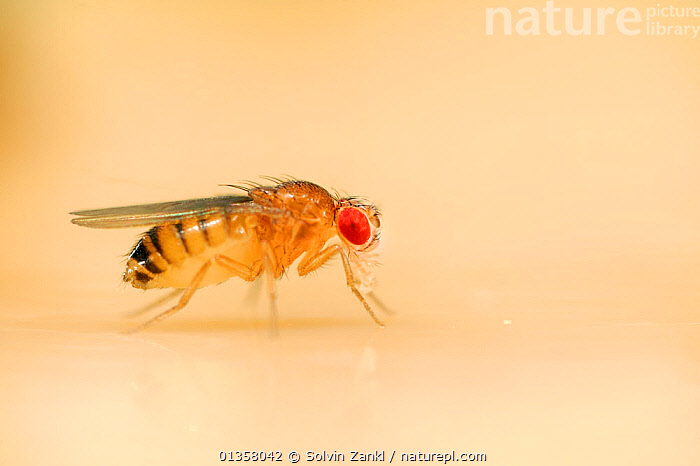 Stock photo of Wild type Common fruit fly (Drosophila melanogaster ...