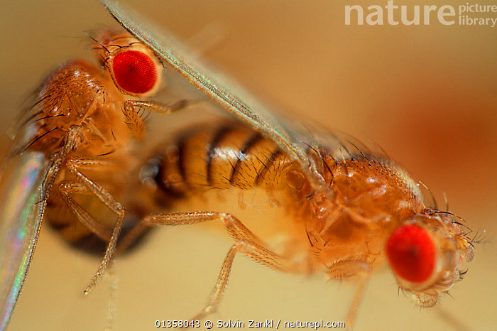 Stock photo of Wild type Common fruit flies (Drosophila melanogaster ...
