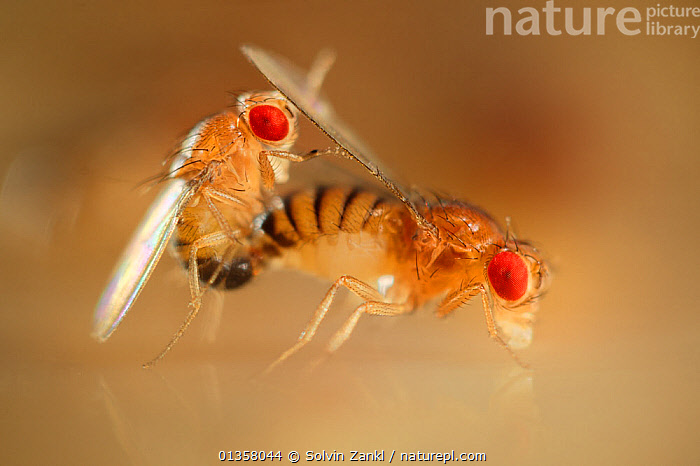 Stock photo of Wild type Common fruit flies (Drosophila melanogaster ...