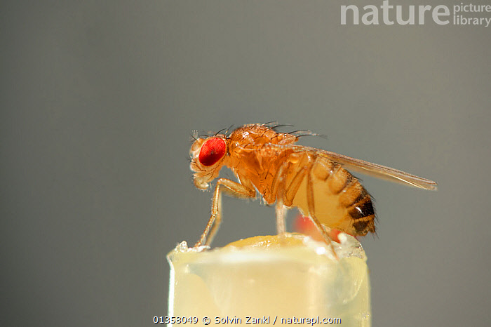 Stock photo of Wild type Common fruit fly (Drosophila melanogaster ...