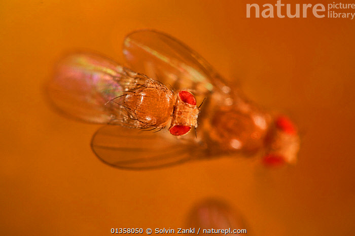 Stock photo of Wild type Common fruit fly (Drosophila melanogaster ...