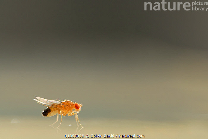 Stock photo of Common fruit fly (Drosophila melanogaster) showing the ...