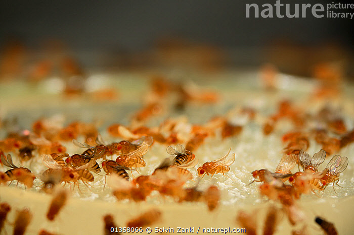Stock photo of Common fruit flies (Drosophila melanogaster) laboratory ...