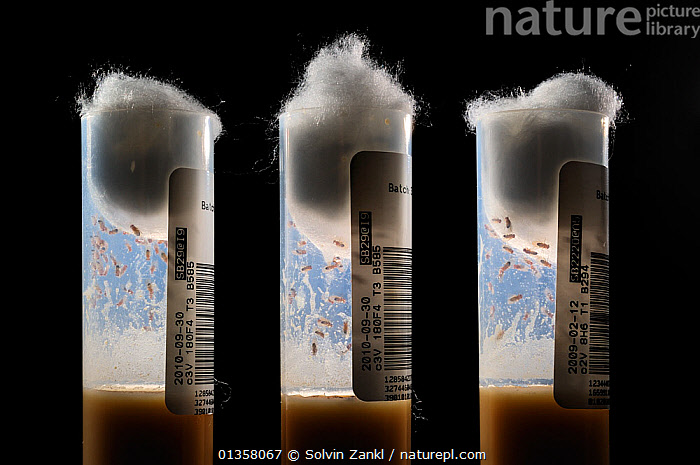 Stock photo of Common fruit fly (Drosophila melanogaster) laboratory ...