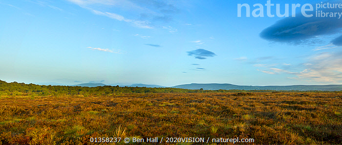 Stock photo of Panoramic view of Ballynahone Bog at dawn, County Antrim ...