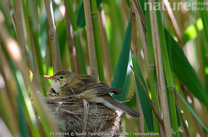 Stock photo of Cuckoo (Cuculus canorus) 12 day chick in Reed Warbler ...