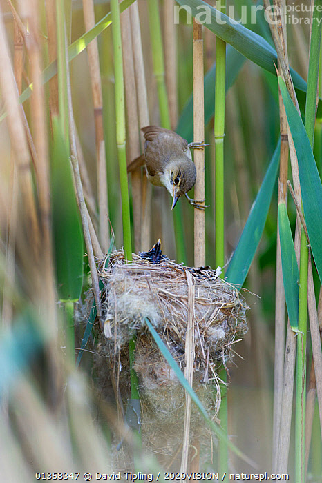 Stock photo of Reed Warbler (Acrocephalus scirpaceus) returns to nest ...