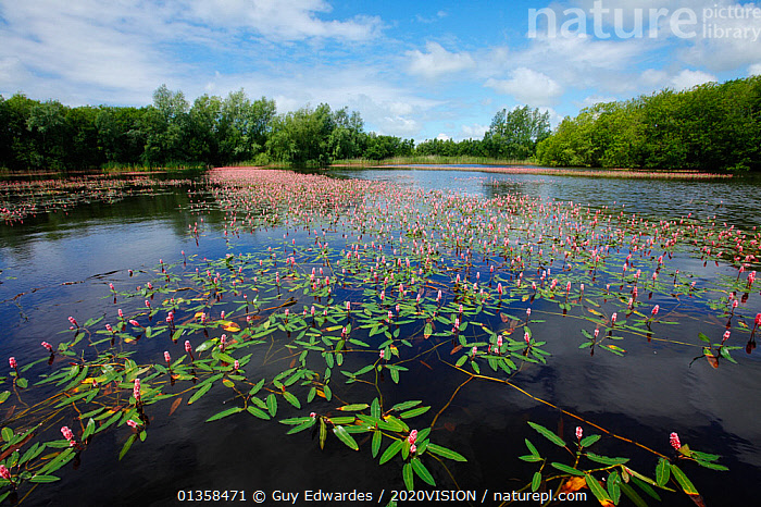 Stock photo of Amphibious bistort (Polygonum amphibium) in flower on ...