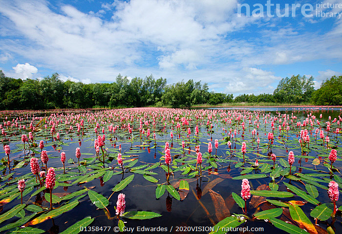 Stock photo of Amphibious bistort (Polygonum amphibium) in flower on ...