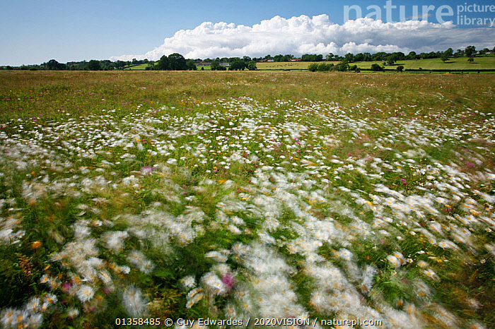 Stock photo of Wildflower meadow with Ox-eye daisies on Aller Moor ...
