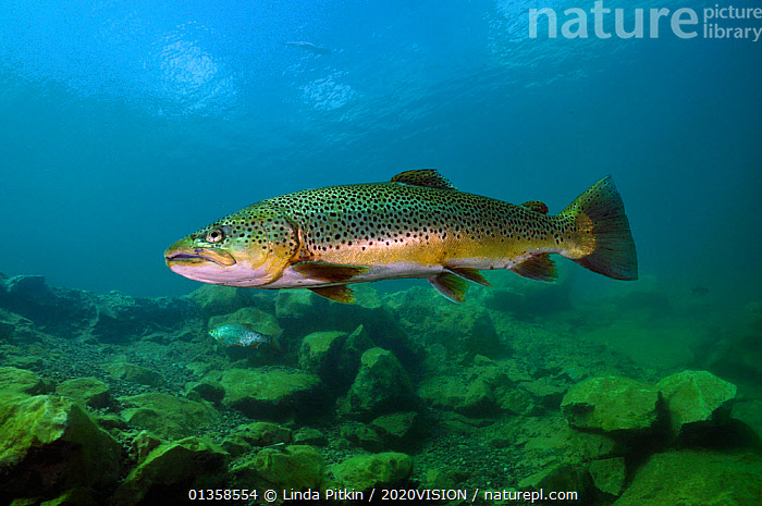 Stock photo of Brown Trout (Salmo trutta) in disused quarry, Jackdaw ...