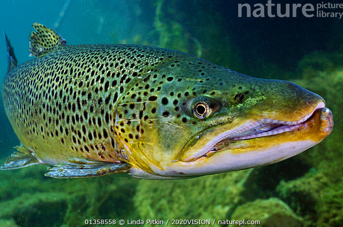 Stock photo of Brown Trout (Salmo trutta) in disused quarry, Jackdaw ...