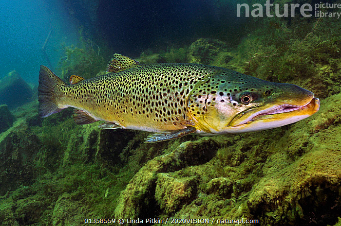 Stock photo of Brown Trout (Salmo trutta) in disused quarry, Jackdaw ...