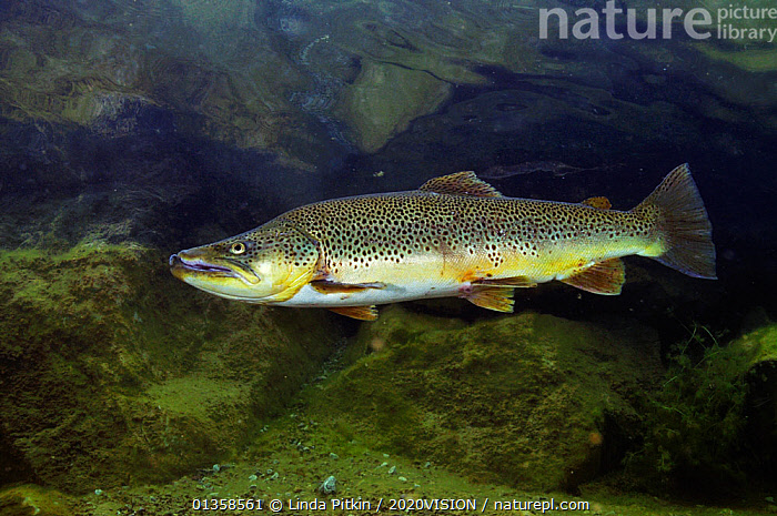 Stock photo of Brown Trout (Salmo trutta) in disused quarry, Jackdaw ...
