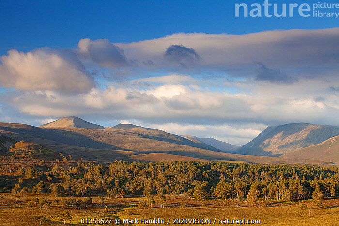 Stock photo of Extensive view over Caledonian pine forest to mountains ...