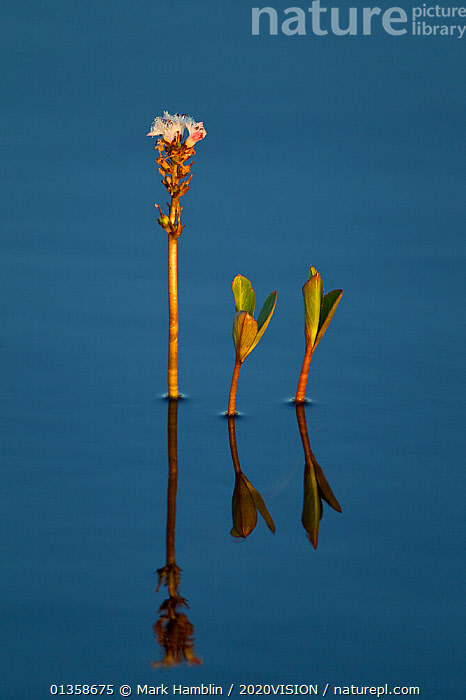 Stock photo of Bogbean / Buckbean (Menyanthes trifoliata) in flower in ...