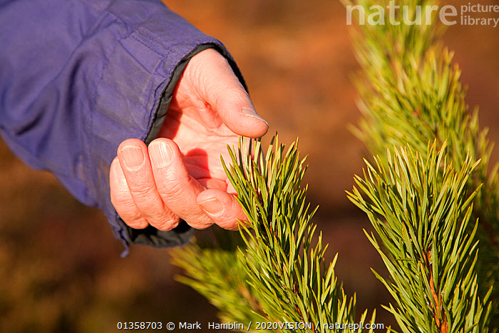 Stock photo of Person checking health of Scots pine tree (Pinus ...