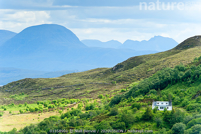 Stock photo of Young trees on Tanera More, reforestation, Coigach and ...