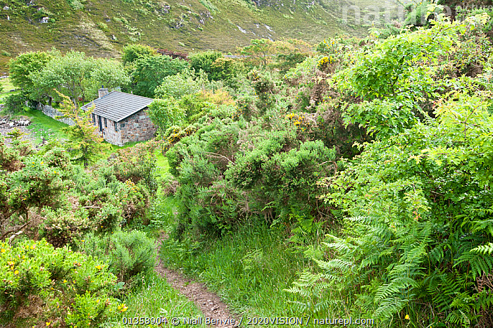 Stock photo of Young trees on Tanera More, reforestation, Coigach and ...