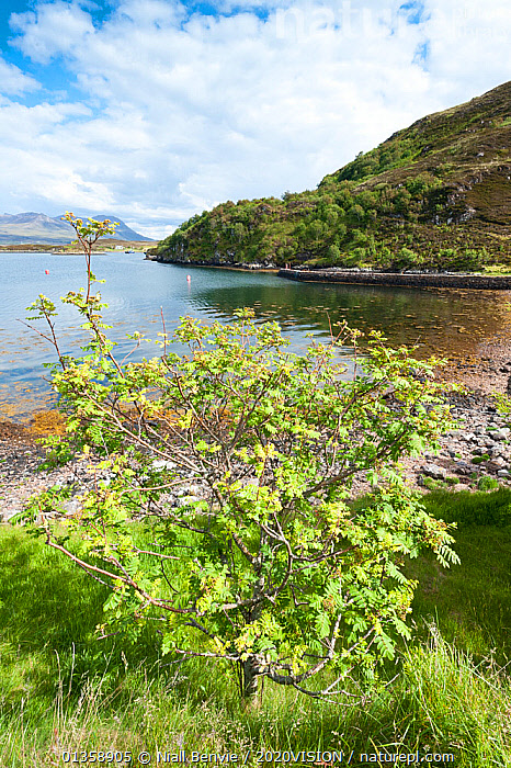 Stock photo of Young oak tree, reforestation of Tanera More, Coigach ...