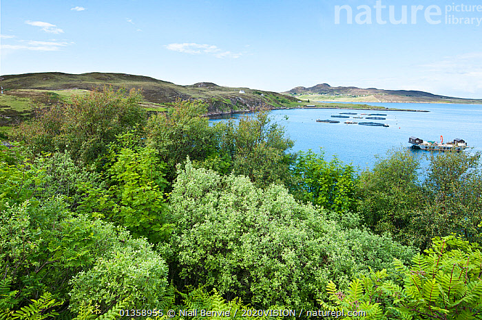 Stock photo of Young trees growing on the coast, reforestation on ...