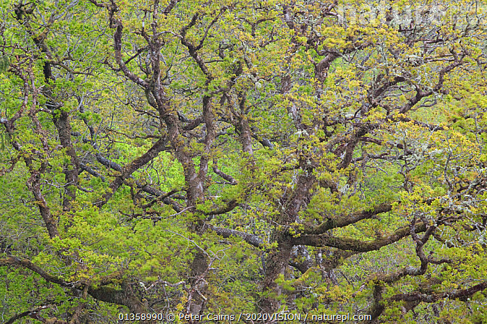 Stock photo of Sessile oak tree (Quercus petraea) in spring, Sunart ...