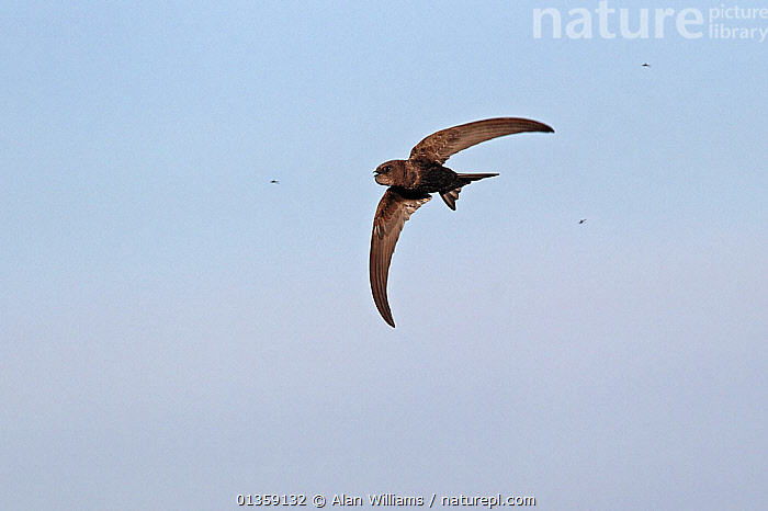 Stock photo of Common swift (Apus apus) in flight catching insects ...