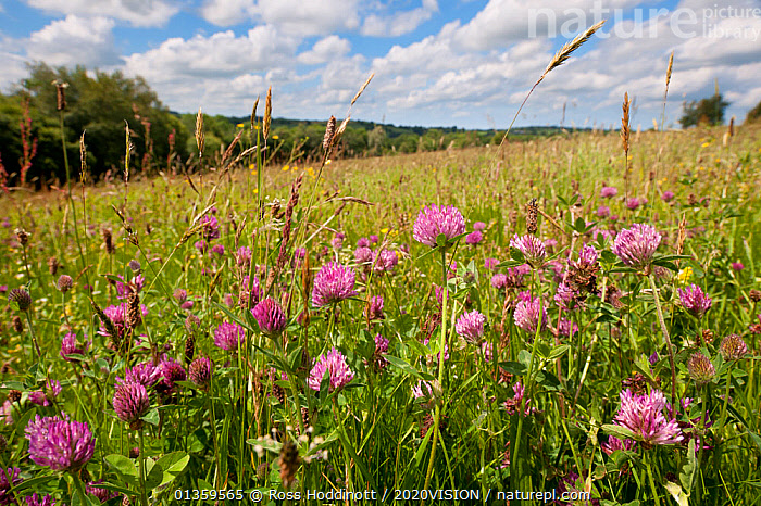 Red Clover In Hay Fields
