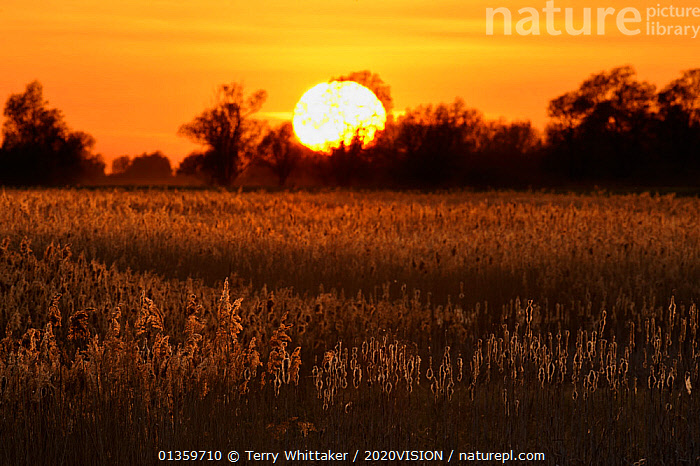 Stock photo of Reed beds on Joist Fen at sunset, Lakenheath Fen RSPB ...