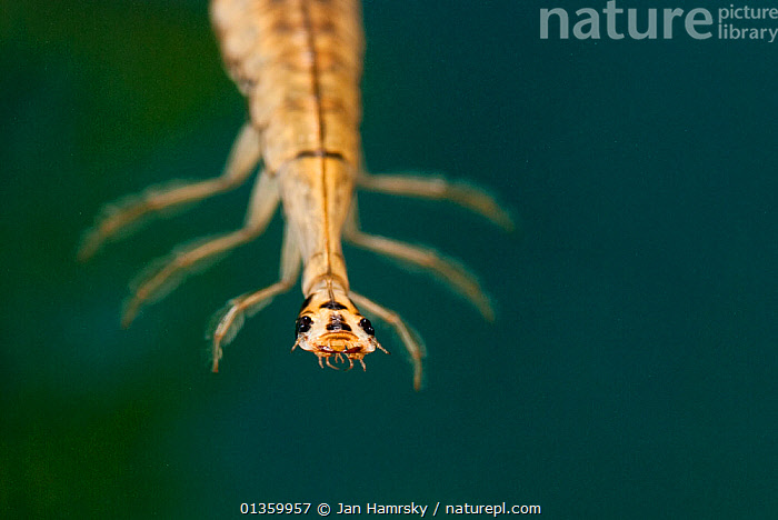 Stock photo of Lesser Diving Beetle (Acilius sulcatus) larva portrait ...