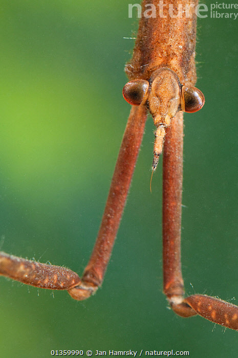 Stock photo of Needle Bug / Water Stick Insect (Ranatra linearis ...