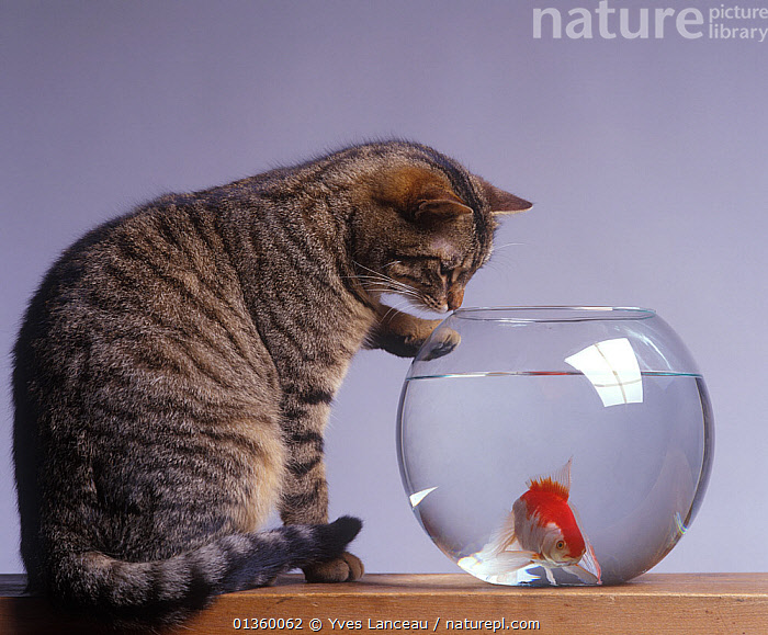 Stock photo of Domestic cat, brown tabby and white cat sitting, looking ...