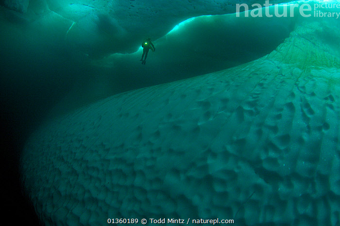 Stock photo of Iceberg dive, diver next to ice floe, Pond Inlet, Baffin ...