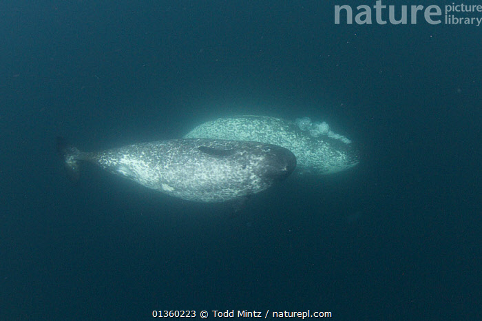Stock photo of Narwhal (Monodon monoceros) underwater view of two ...